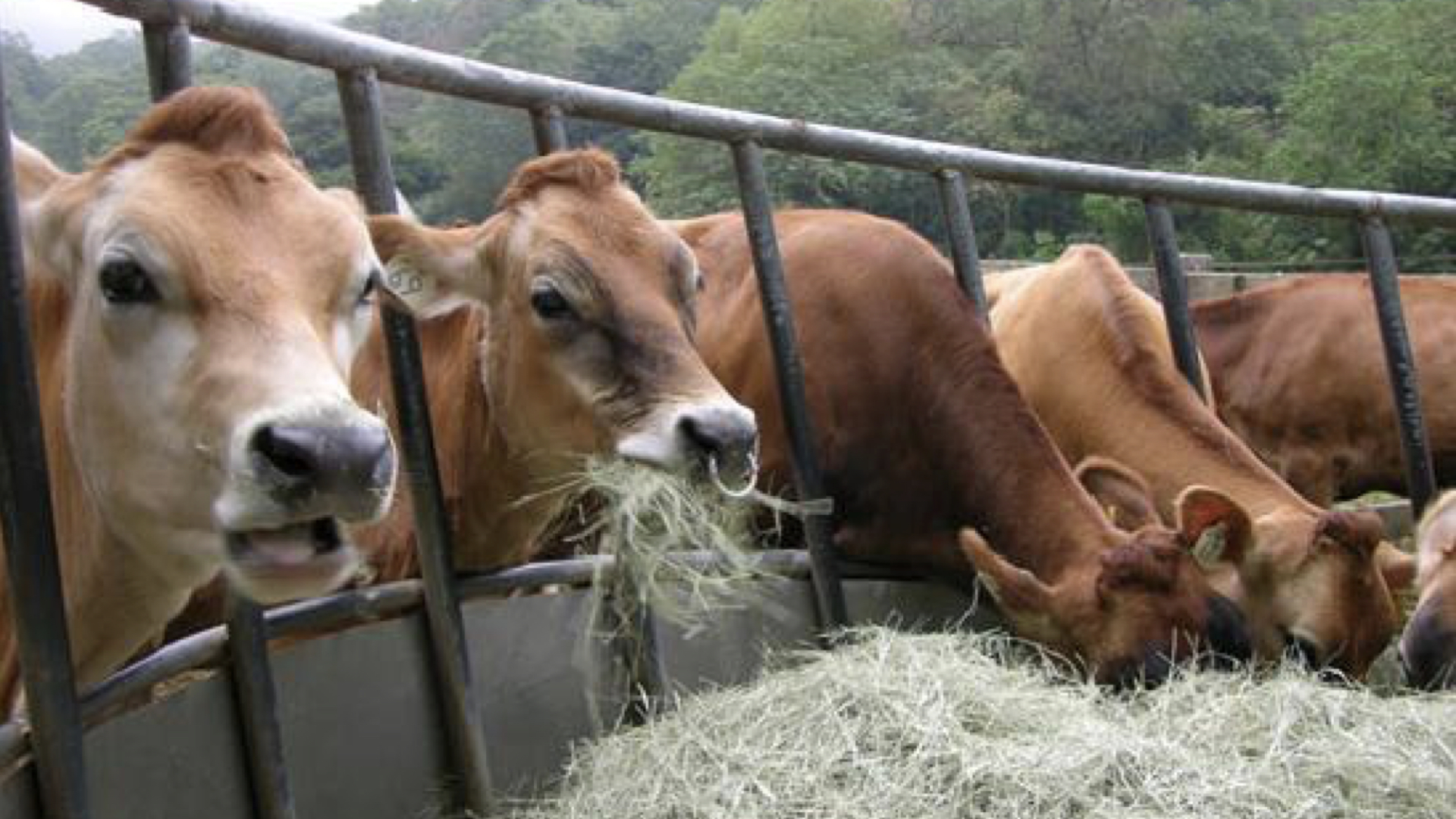 Taiwan Opens to US Beef and Pork Imports – SNA Japan
