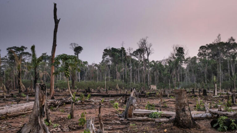 Bolsonaro’s Destructive Legacy in the Amazon – SNA Japan